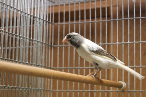 Joe's Canaries - Home | American Singer Canary | American Singer ...