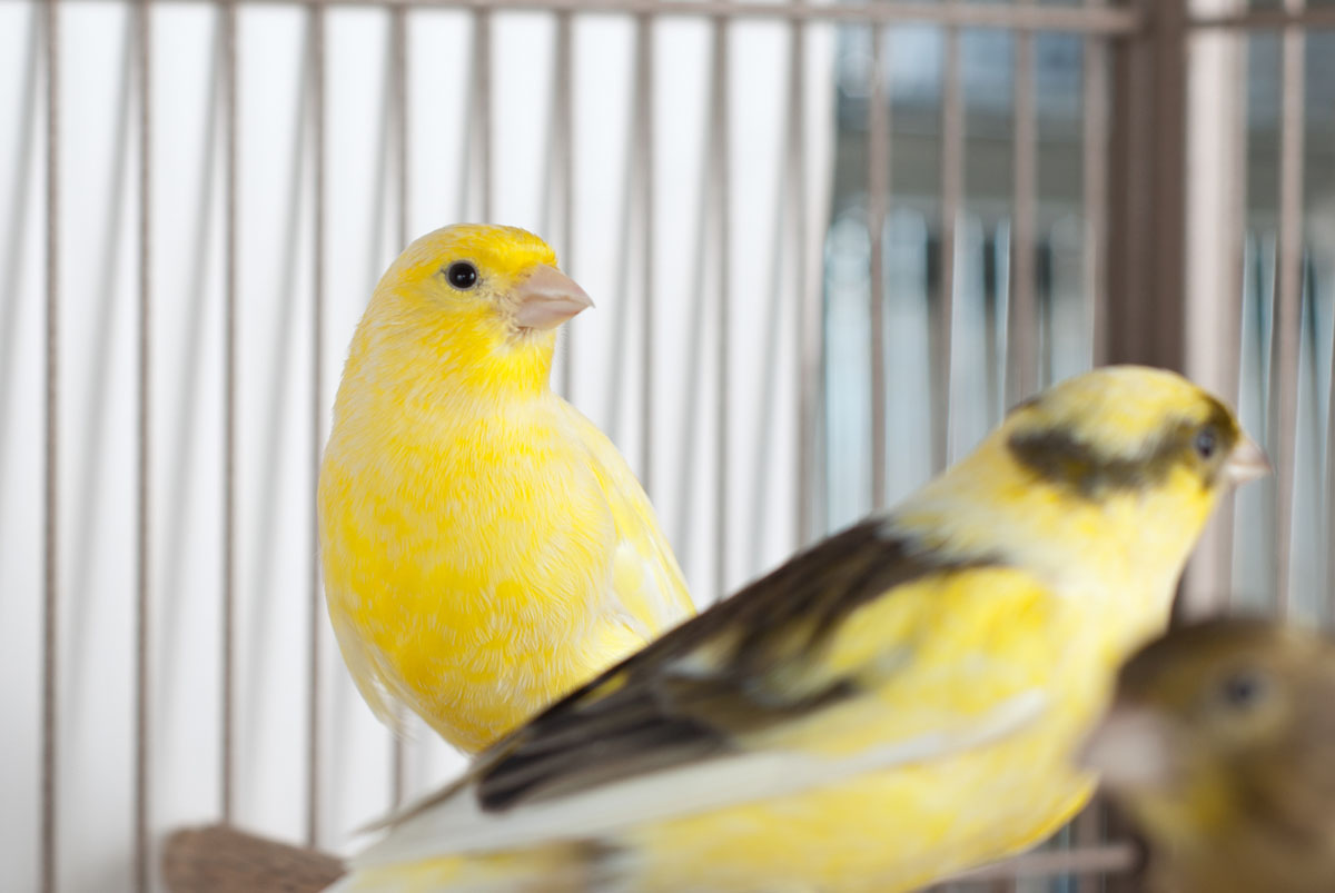 Joe's Canaries - Home | American Singer Canary | American Singer ...