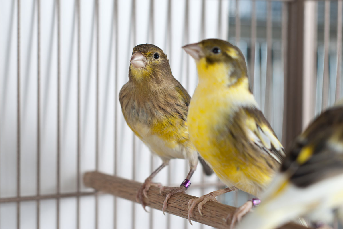 Joe's Canaries - Home | American Singer Canary | American Singer ...