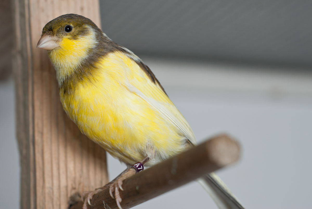 Joe's Canaries - Home | American Singer Canary | American Singer ...