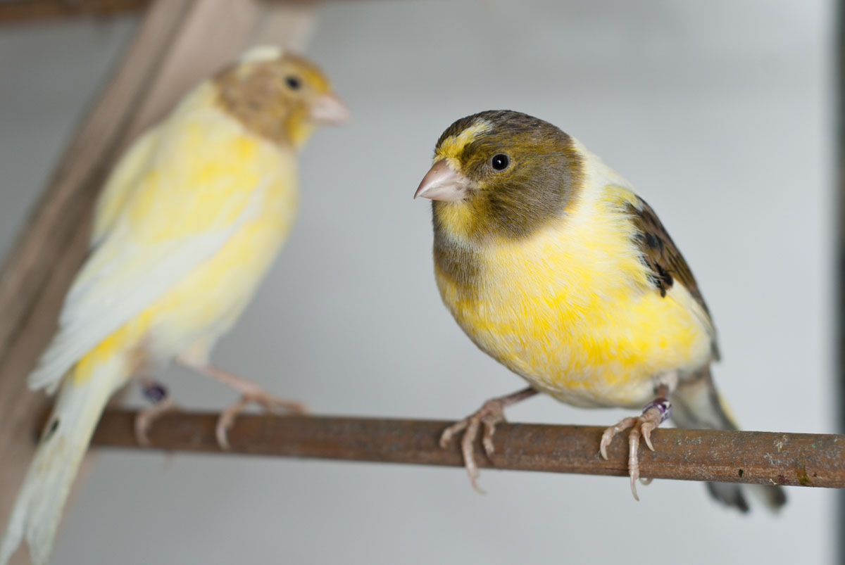Joe's Canaries - Home | American Singer Canary | American Singer ...