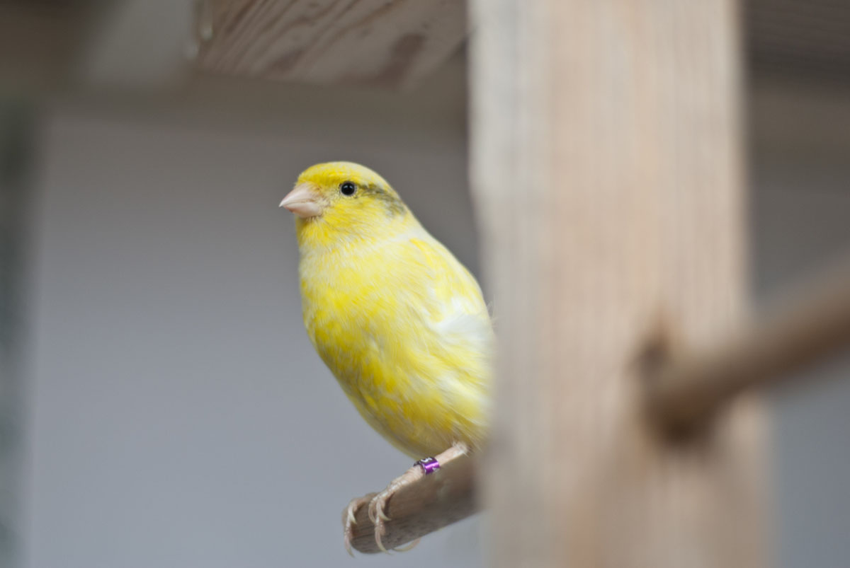 Joe's Canaries - Home | American Singer Canary | American Singer ...