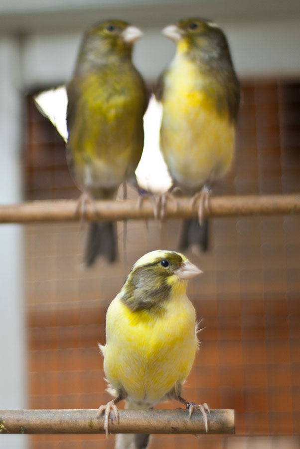 Joe's Canaries - Home | American Singer Canary | American Singer ...