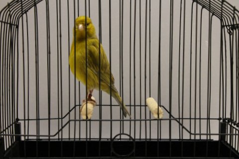 Joe's Canaries - Home | Fife Fancy Canary | Fife Canaries | American ...