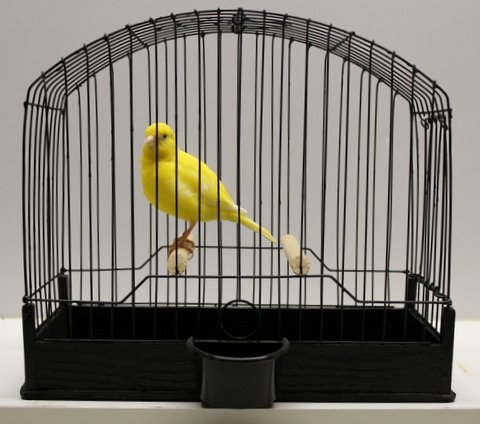 Joe's Canaries - Home | Fife Fancy Canary | Fife Canaries | American ...