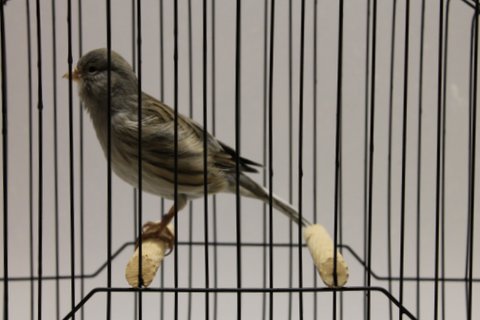 Joe's Canaries - Home | Fife Fancy Canary | Fife Canaries | American ...