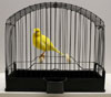 Joe's Canaries - Home | Fife Fancy Canary | Fife Canaries | American ...